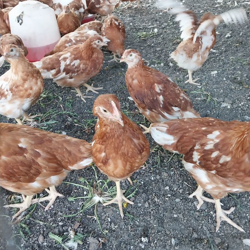 Куры молодки ломан браун