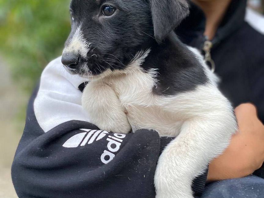 Бездомный щенок в самые добрые руки