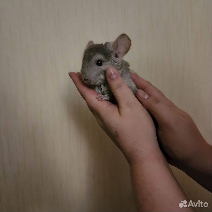 Шиншиленок