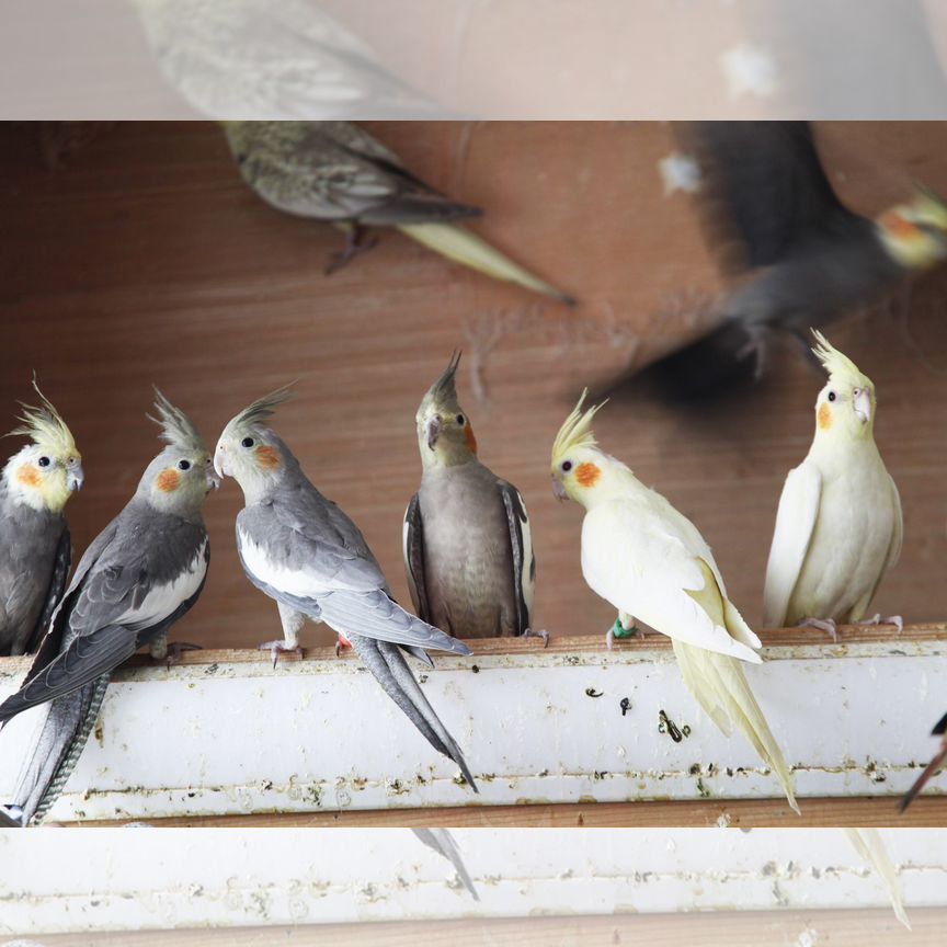 Кореллы молодые