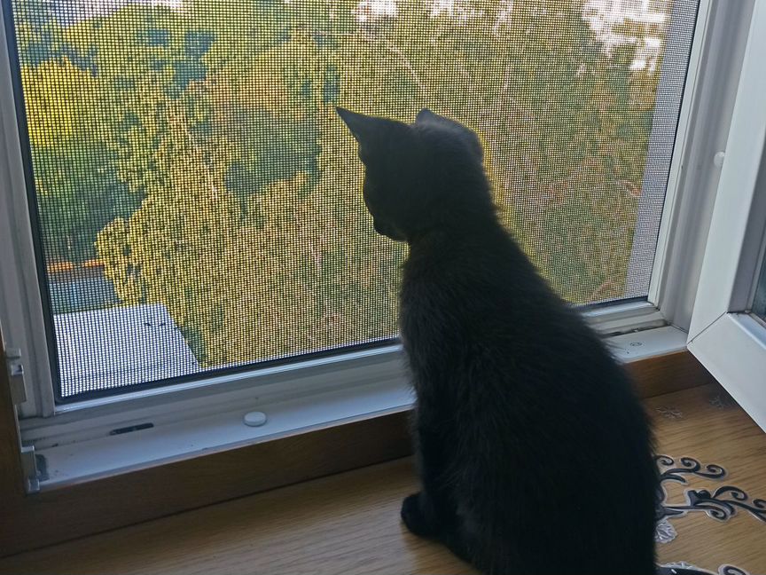 Котята ищут дом