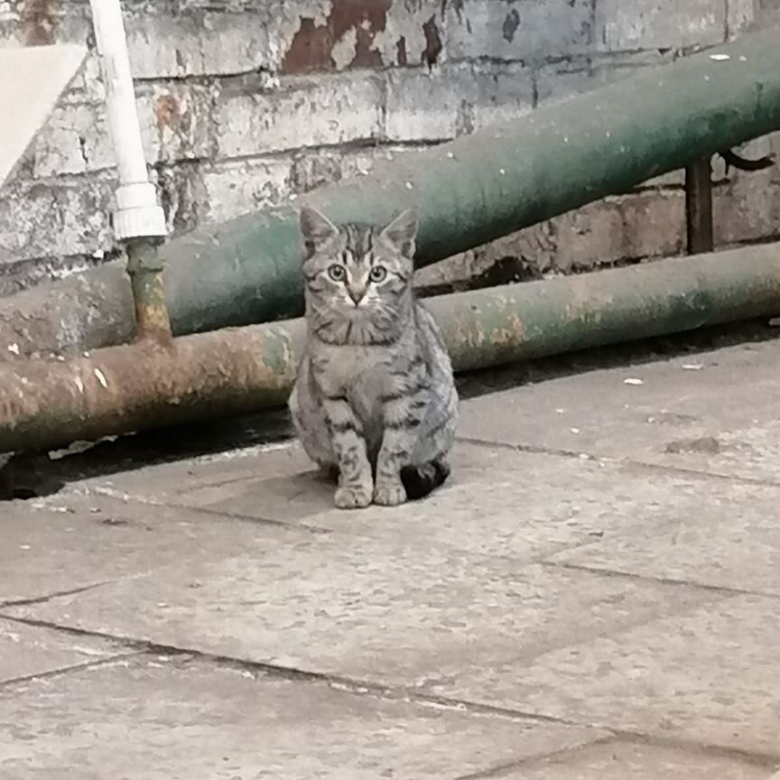 Котенок, дев на скдаде