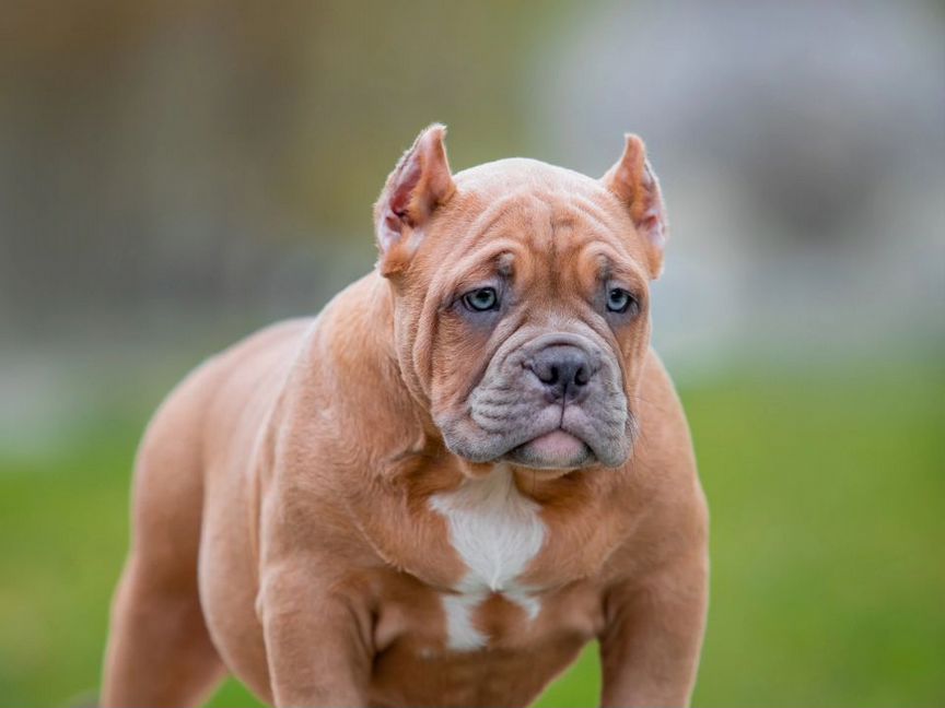 Щенок Американский Булли