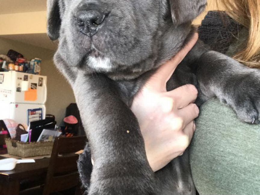 Продам кане корсо (голубой)