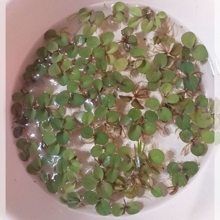 Аквариумное растение пистия