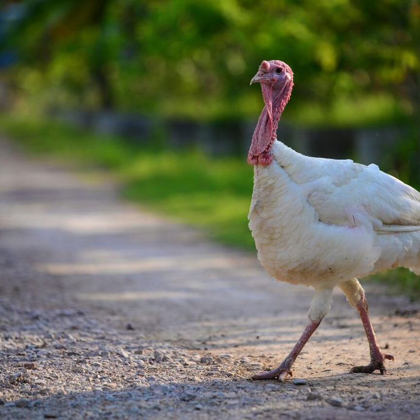 Индюшки степные