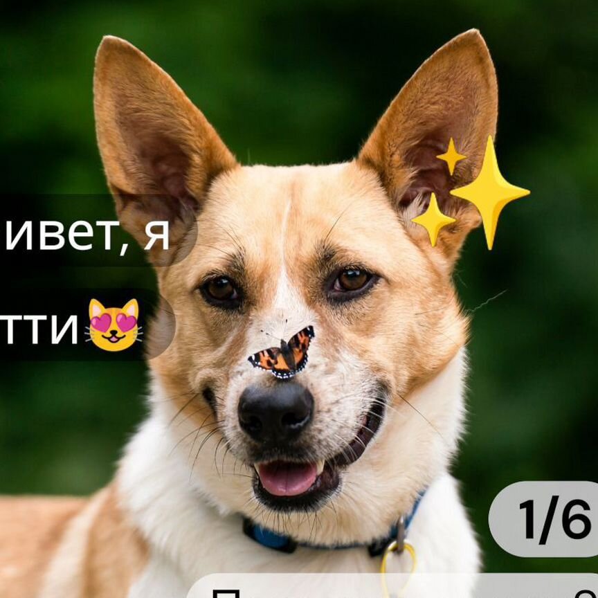 Взрослая собака в добрые руки