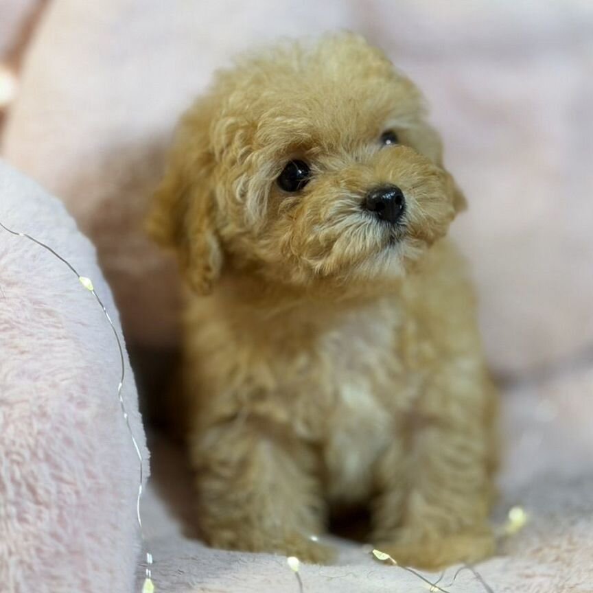 Мальтипу, щенок