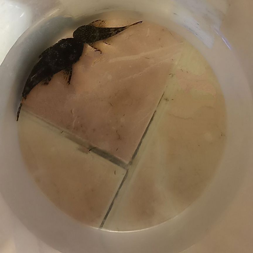 Отдам анцитрусовл(бронь до завтра)