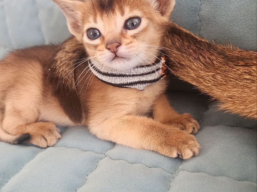 Абиссинская