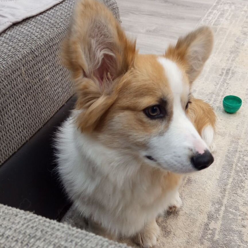 Вельш Корги Пемброк, щенок