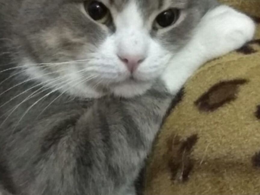 Уютный кот Хома