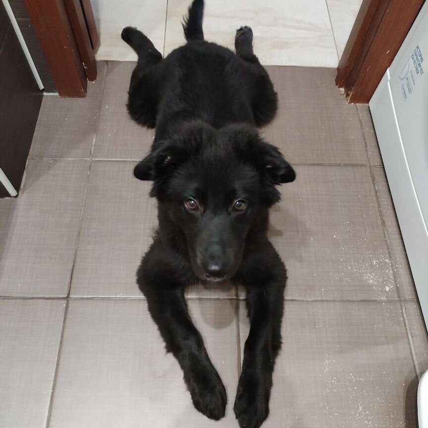 Собака в добрые руки отдам бесплатно