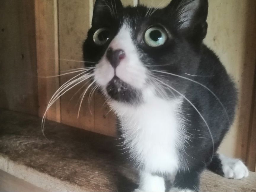 Кошки в добрые руки