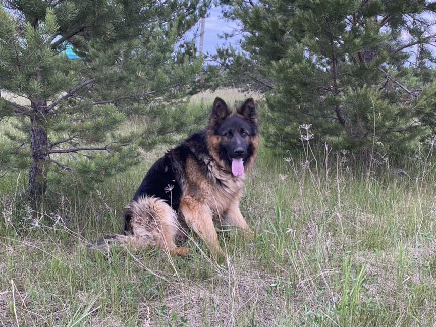 Немецкая овчарка вязка