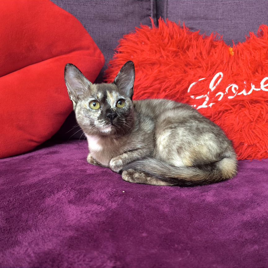 Котята европейской бурмы