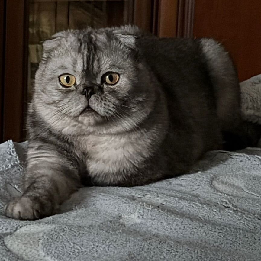 Шотландский вислоухий короткошёрстный, взрослый кот