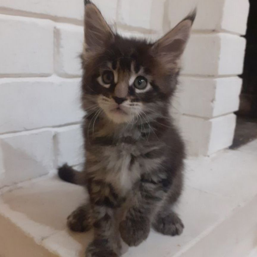 Мейн-кун котёнок