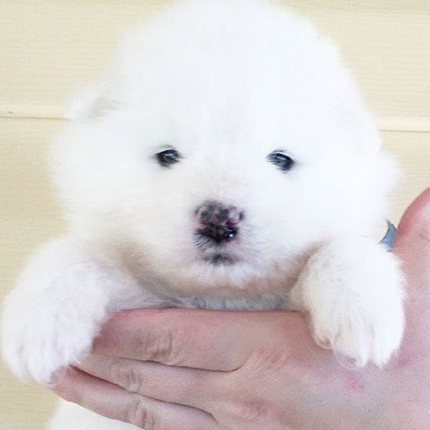 Чистокровные малыши самоедской лайки от заводчика