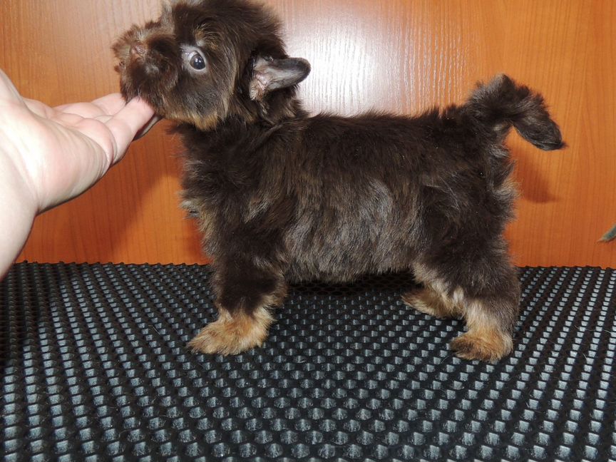 Миниатюрная куколка