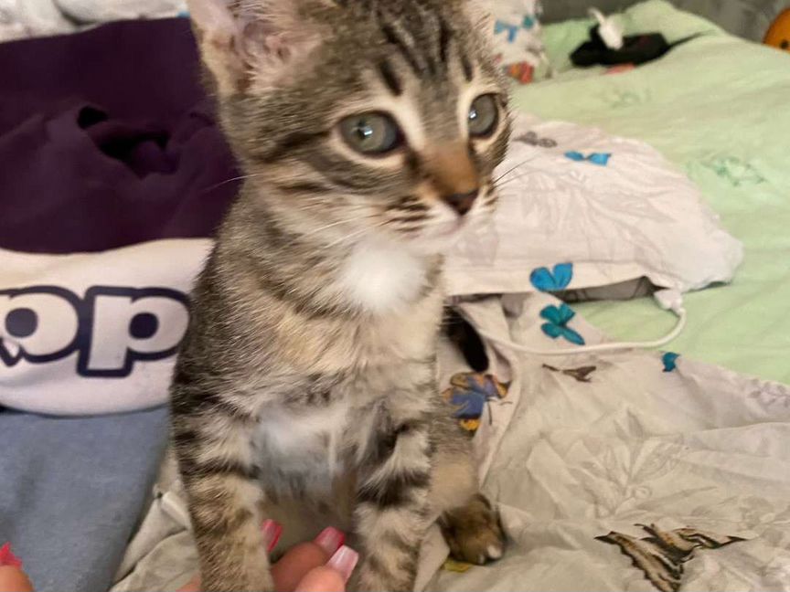 Котята 5 месяцев