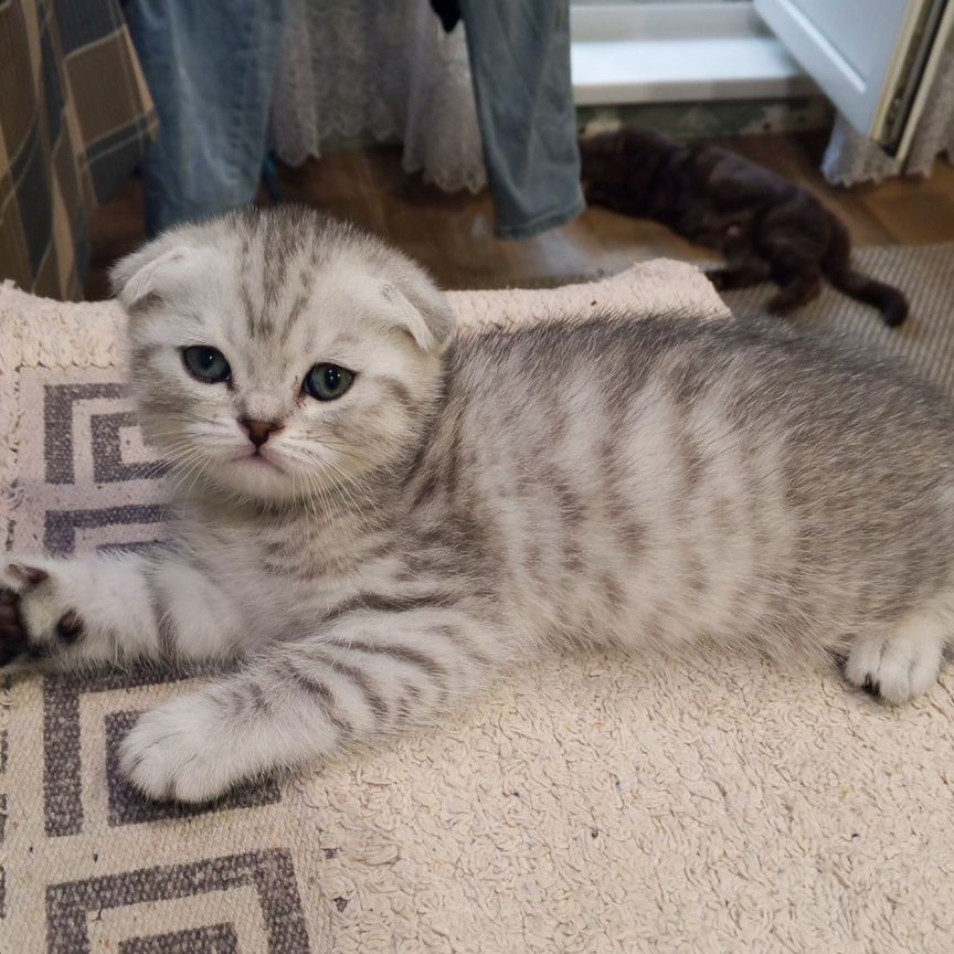 Шотландский вислоухий короткошёрстный котёнок