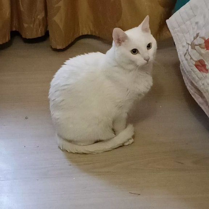 Взрослая, Девочка кошка в добрые руки