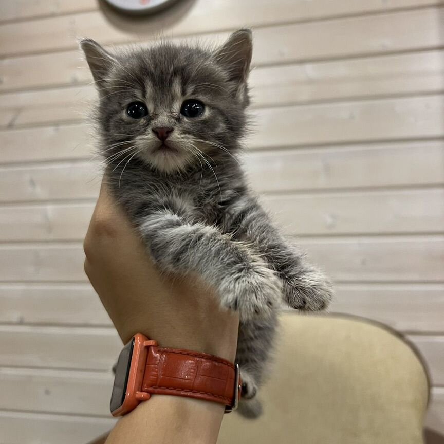 Котенок в добрые руки