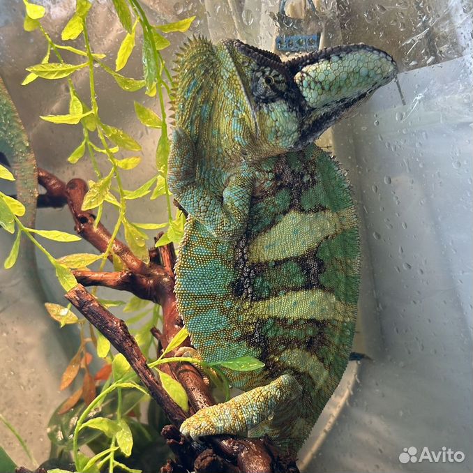 Йеменский Хамелеон 1,5 года