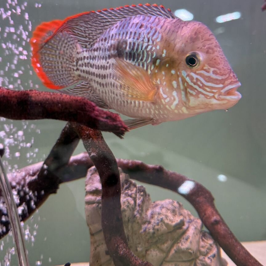 Аквариумные рыбки акара бирюзовая самец