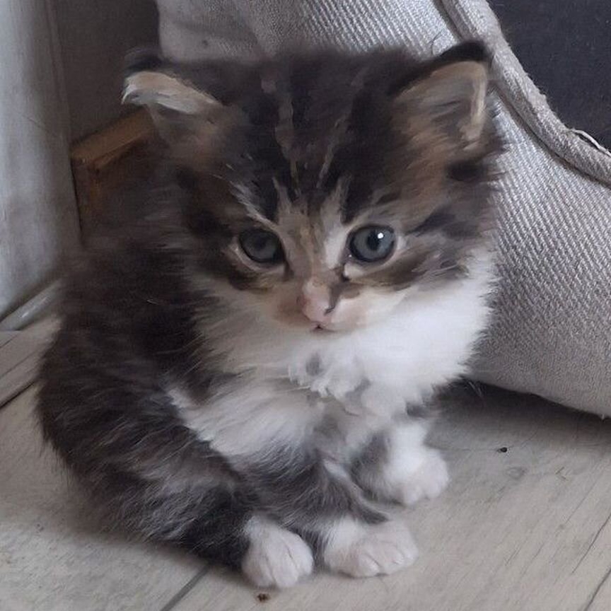 Сибирский котёнок
