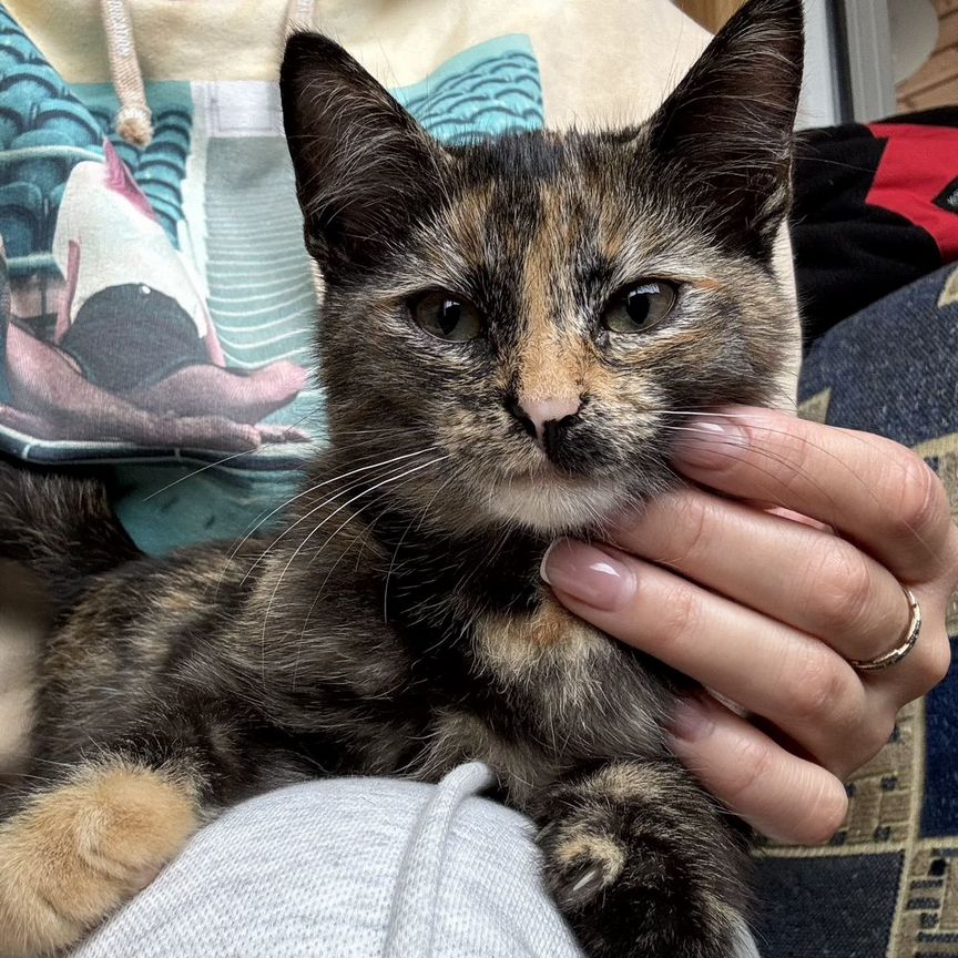 Котенок ищет семью