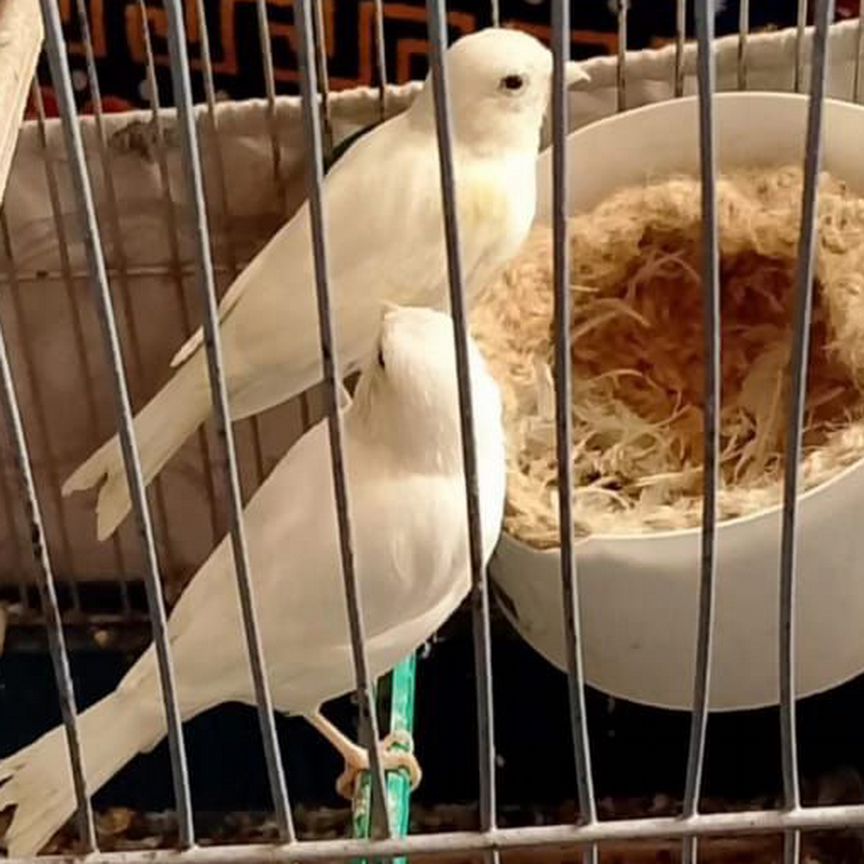 Канарейки