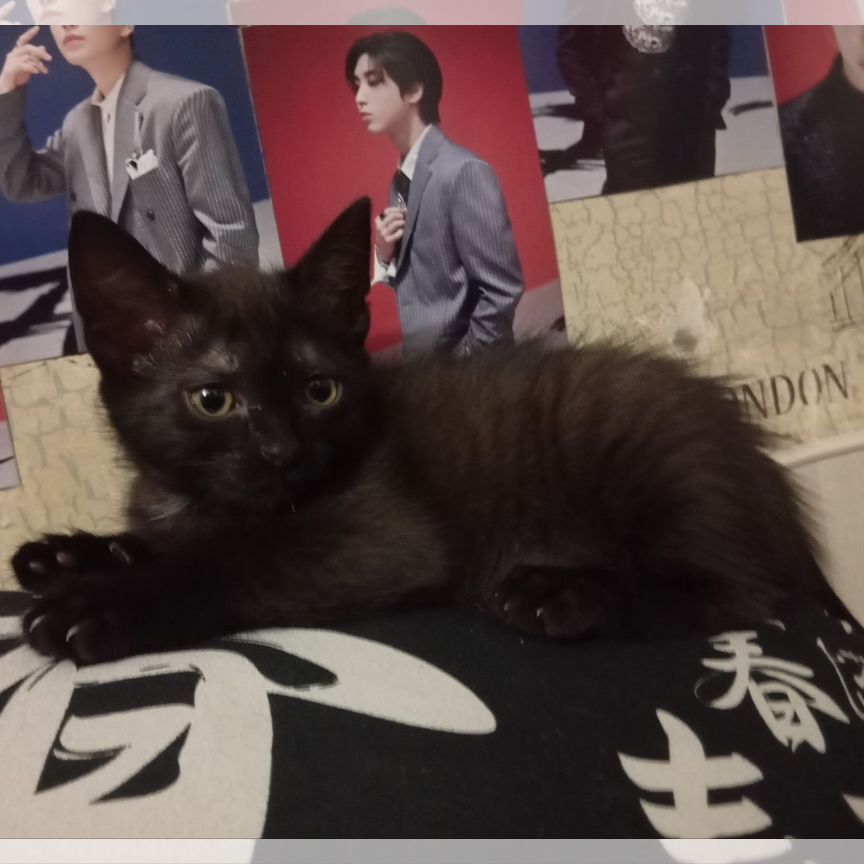 Котёнок в добрые руки