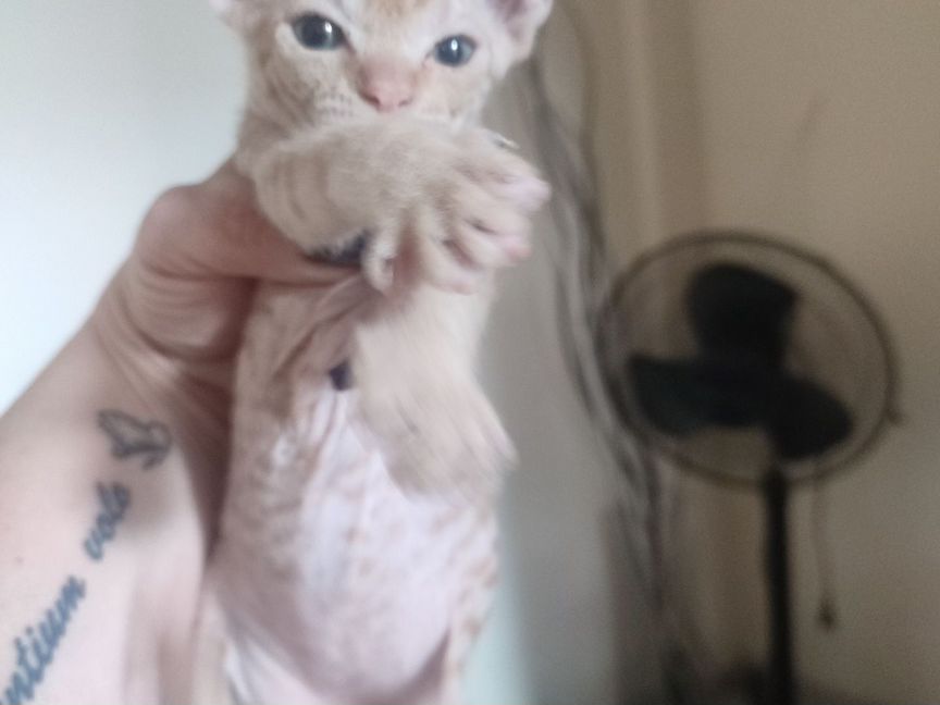 Донской сфинкс велюр котята