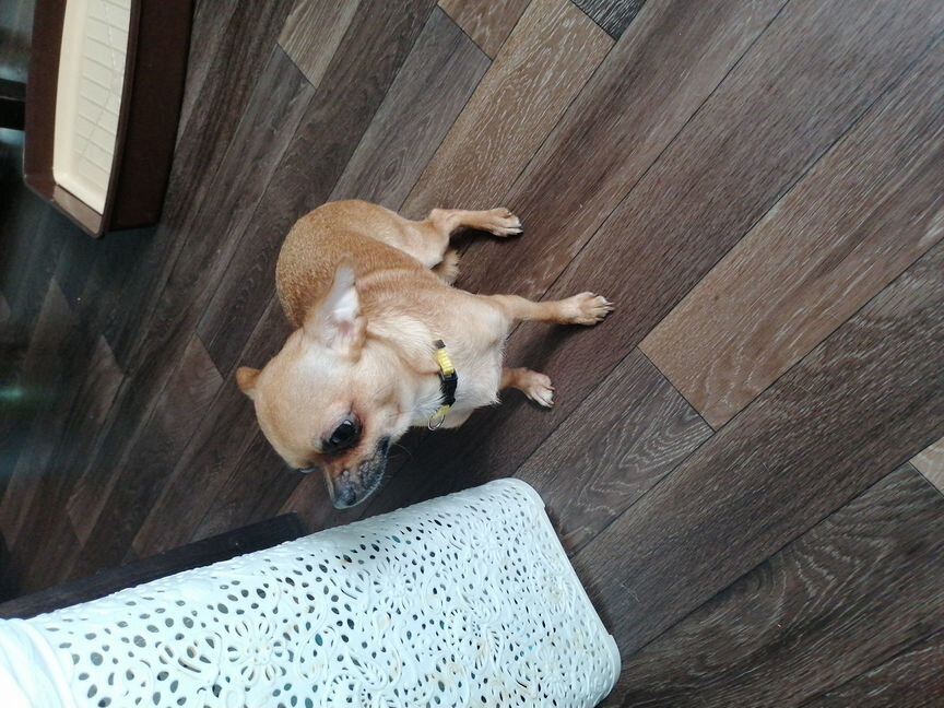 Домашние животные собаки щенки