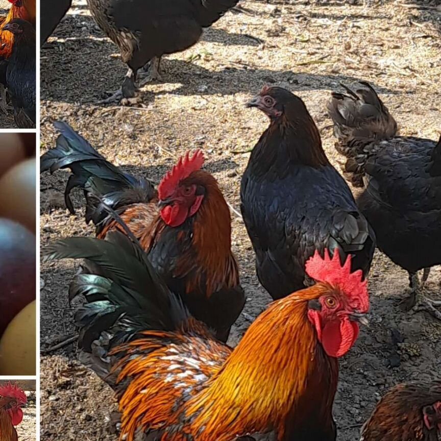 Цыплята Маран чёрно-медный, инкубационное яйцо