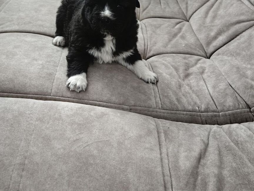 Собаки бесплатно