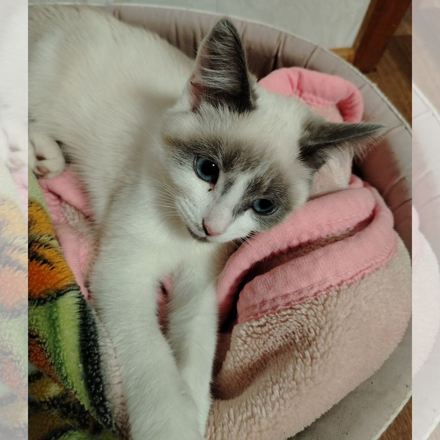 Котёнок в добрые руки