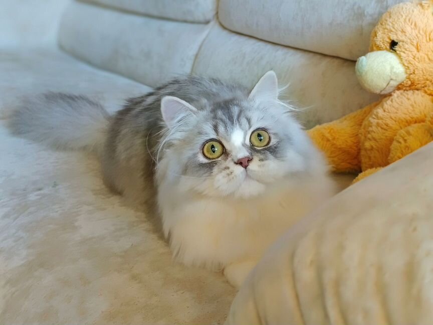 Котенок гигант Василий