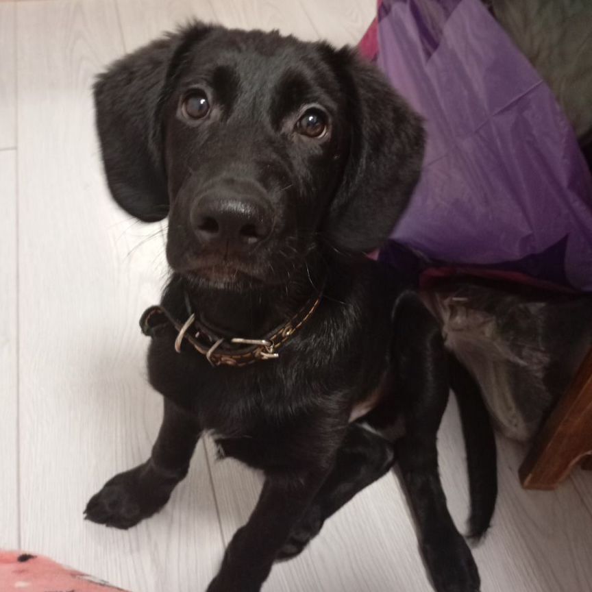 Лабрадор-ретривер, щенок