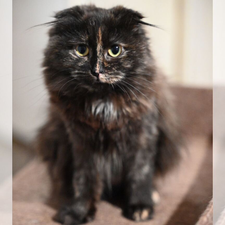 Красивая вислоушка (из приюта)