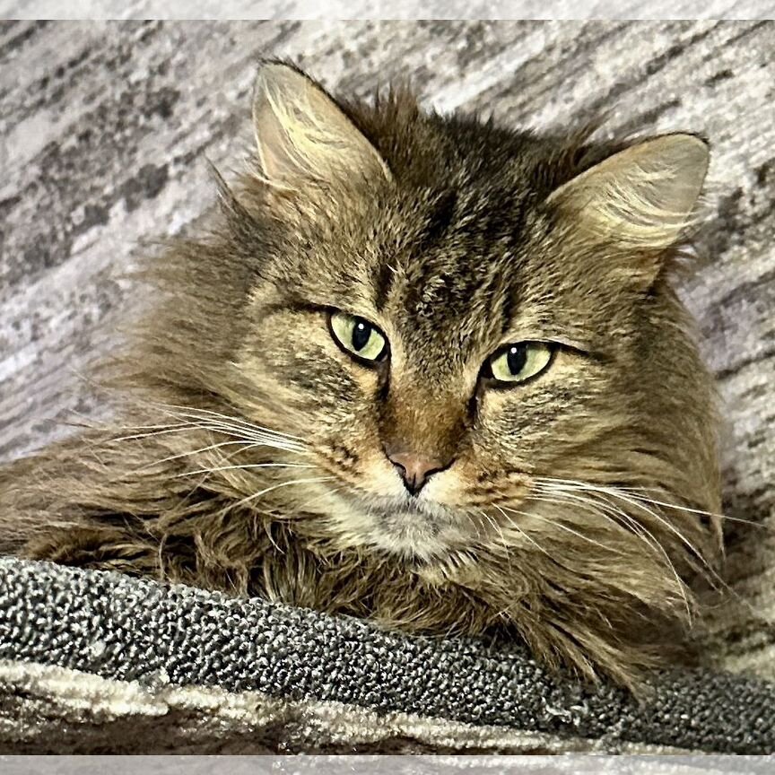 Котик Савелий
