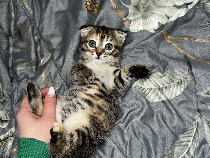 Котятки бесплатно