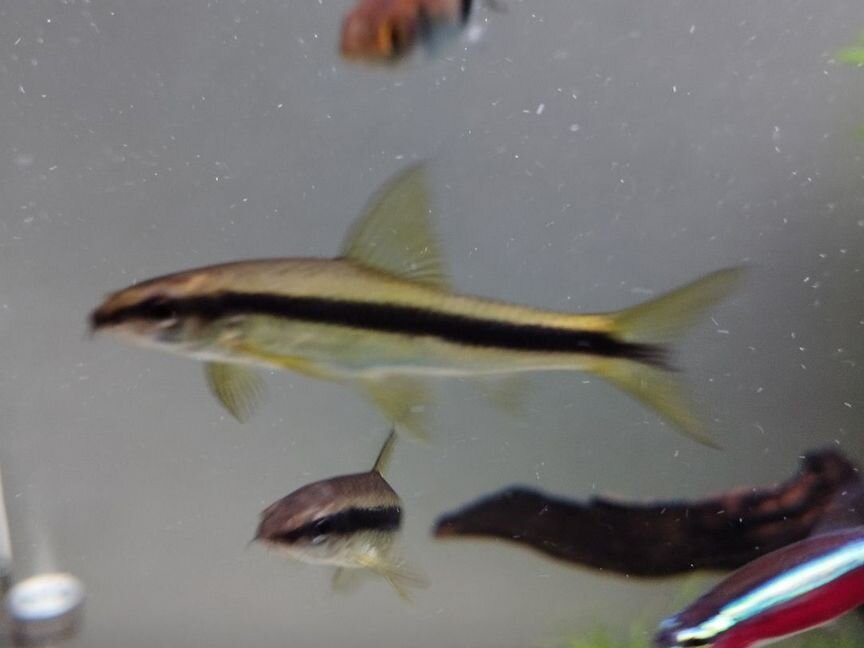 Сиамский водорослеед