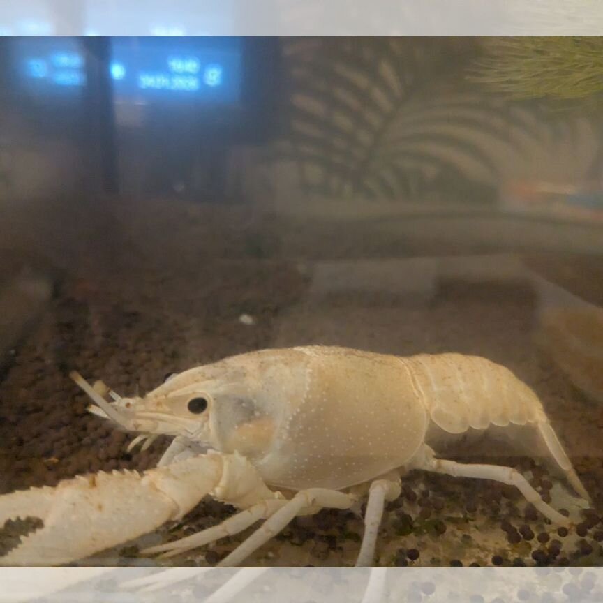 Живой рак белый донный житель для аквариума