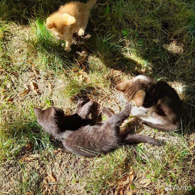 Котята ищут заботливые ручки и уютный дом