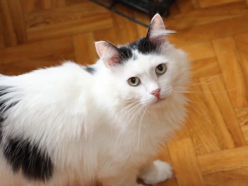 Кошки в добрые руки