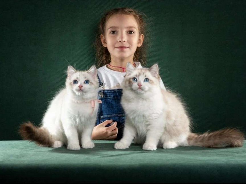 Котята Рэгдолл с док-ми, прививками,чип. Челябинск