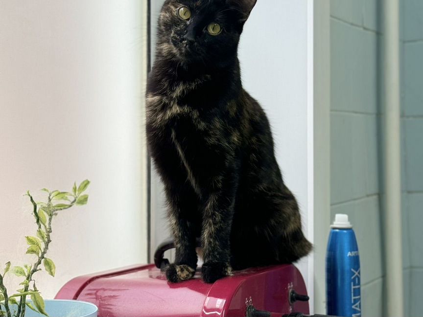 Кошка 2 года